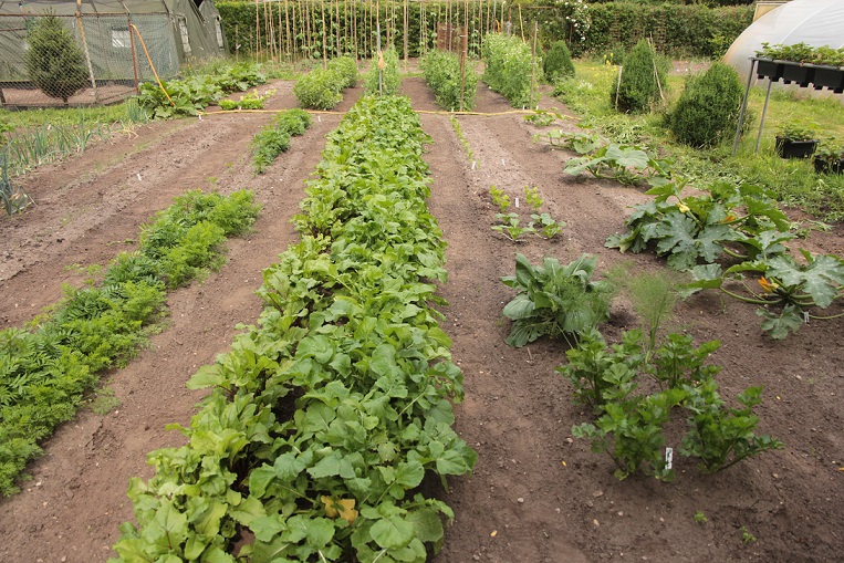 Moestuin van de Boerderij van Bertus en Riek – De Boerderij van Bertus ...